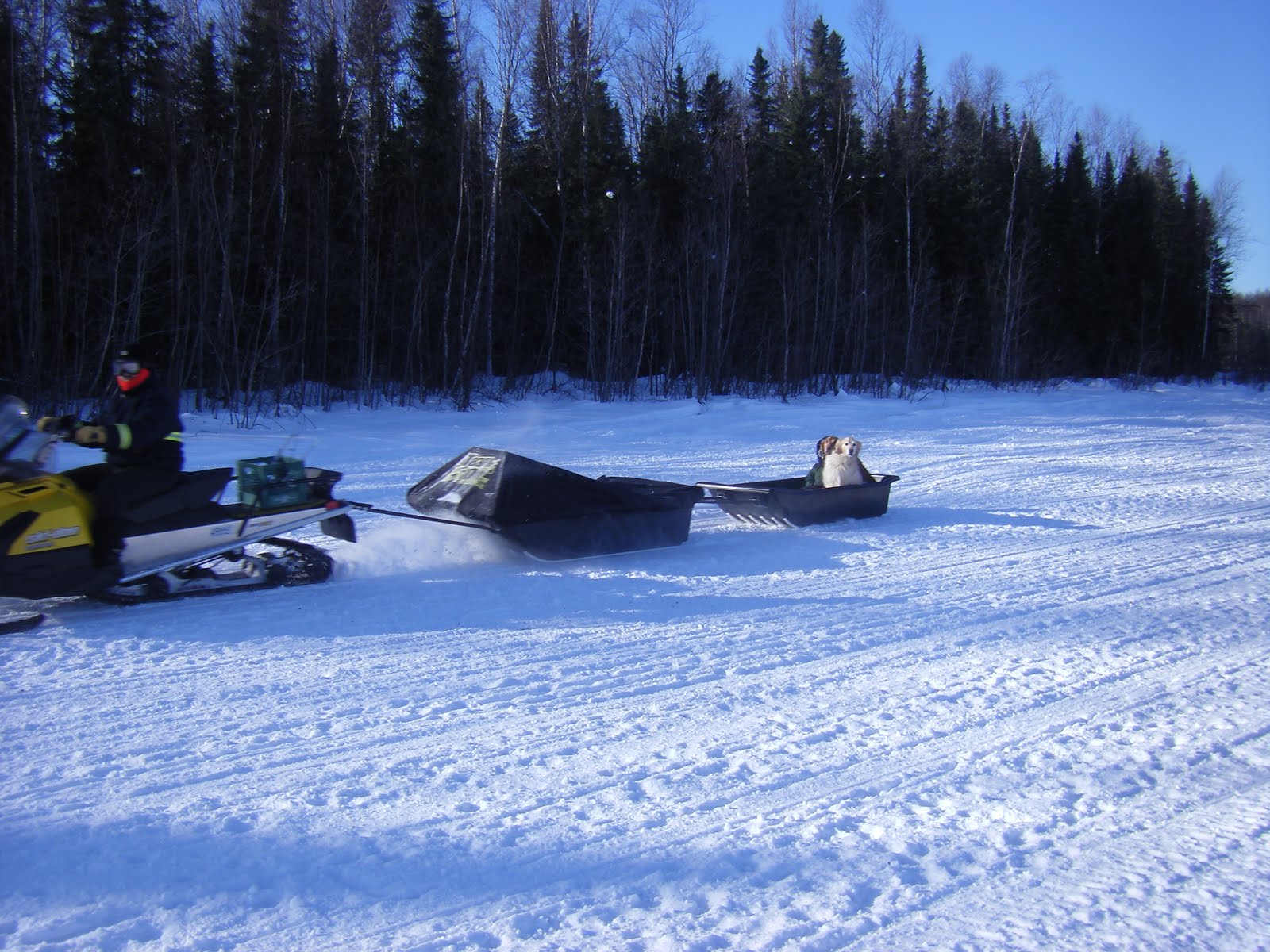 Carters In Alaska: IDITAROD RESTART 2011 - WILLOW ALASKA
