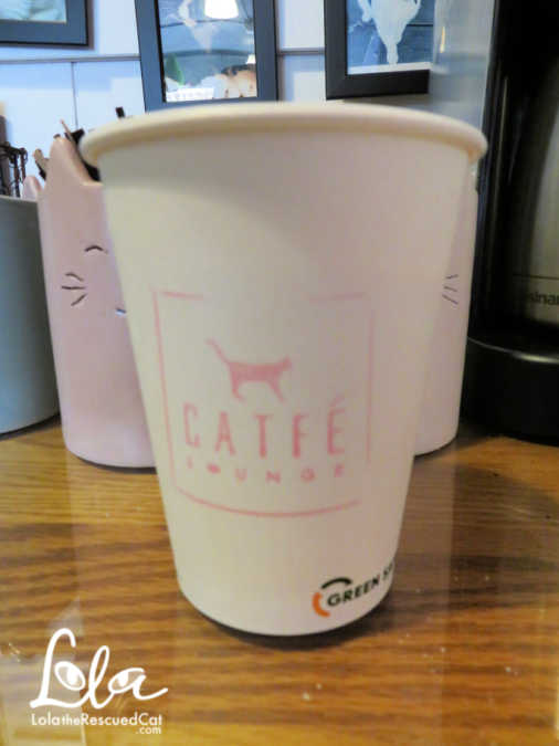 Lola on the Road: Catfé Lounge (Ferndale, MI) | Lola The Rescued Cat