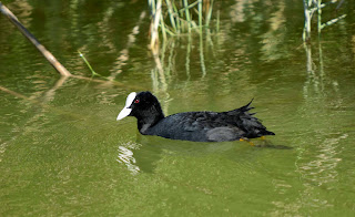 Blog del Màrius Domingo, Ca la Gallineta: 1/9/13 - 1/10/13