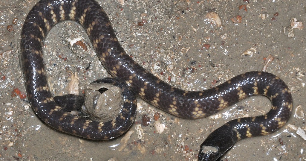 Ular Asli Indonesia: Aipysurus eydouxii