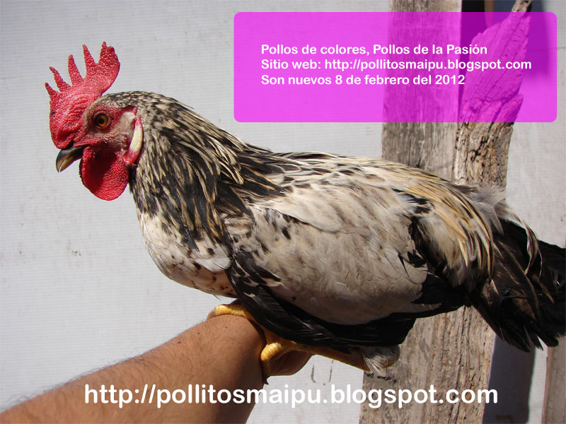 La Granja: Pollos de varios colores