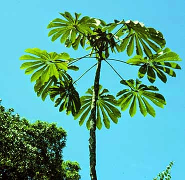 El guarumo y su uso como planta medicinal ~ Salud y Suerte