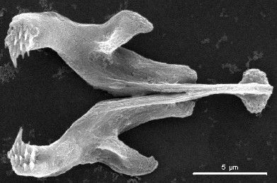 Real Monstrosities: Jaw Worm