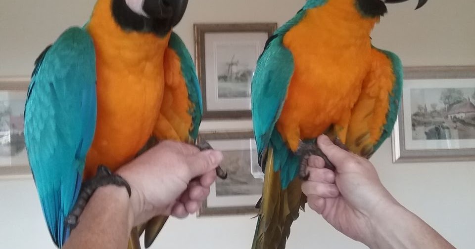 Hand Reared Baby Macaw Parrots Tamed and Talking
