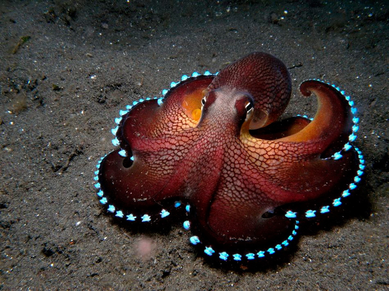 The Mystery Of The Bottom Strange Creatures Found In Salt Water THE the-mystery-of-the-bottom-strange-creatures-found-in-salt-water-the