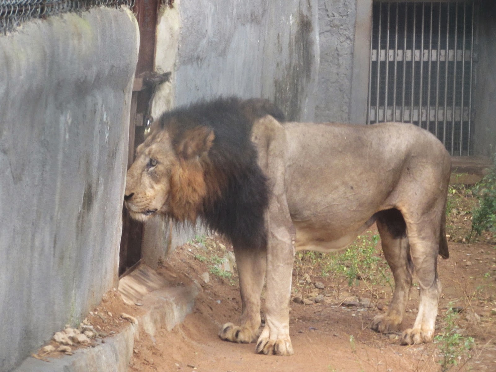 Kids in my Villa: Vandalur Zoo visit with the kids