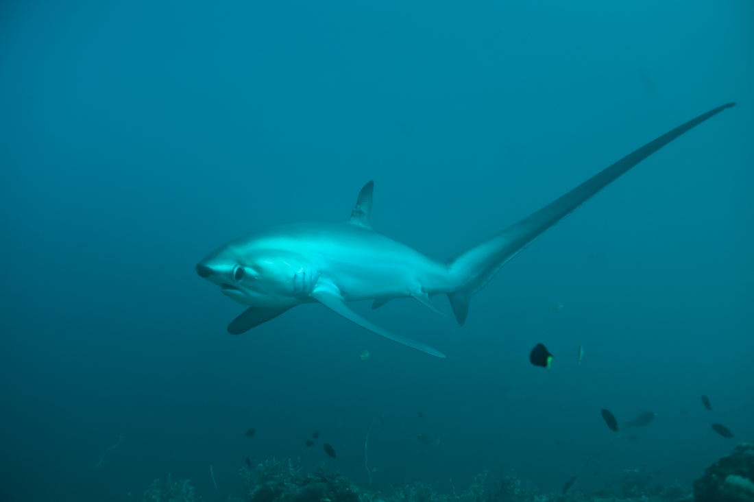 Thresher Shark