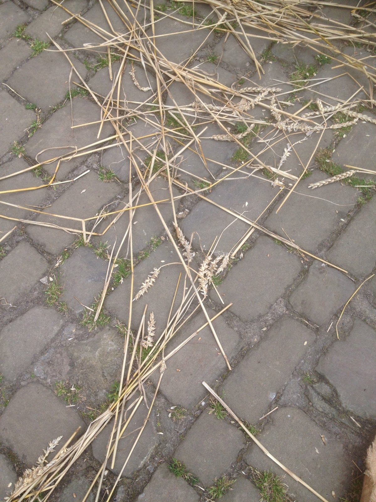 Sybil Witters On: Sorting the Wheat from the Chaff