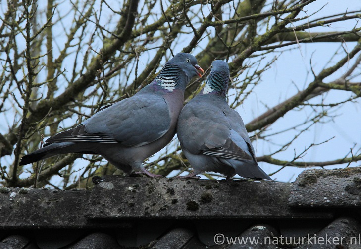De Houtduiven zijn in lentestemming