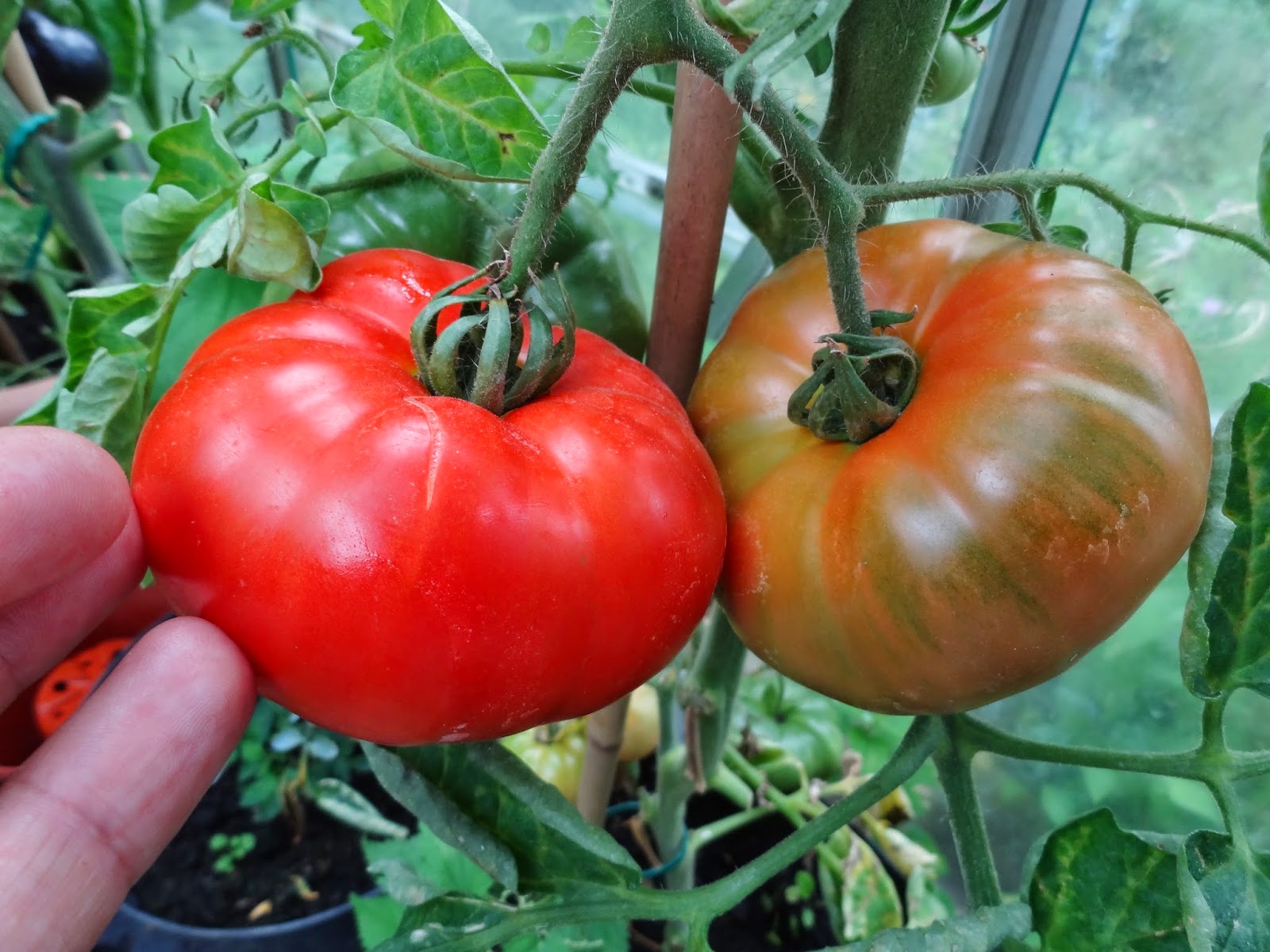Down on the Allotment: Matron's Tomato Heaven