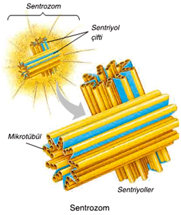 Sel Makhluk Hidup | .: Biologi Pedia