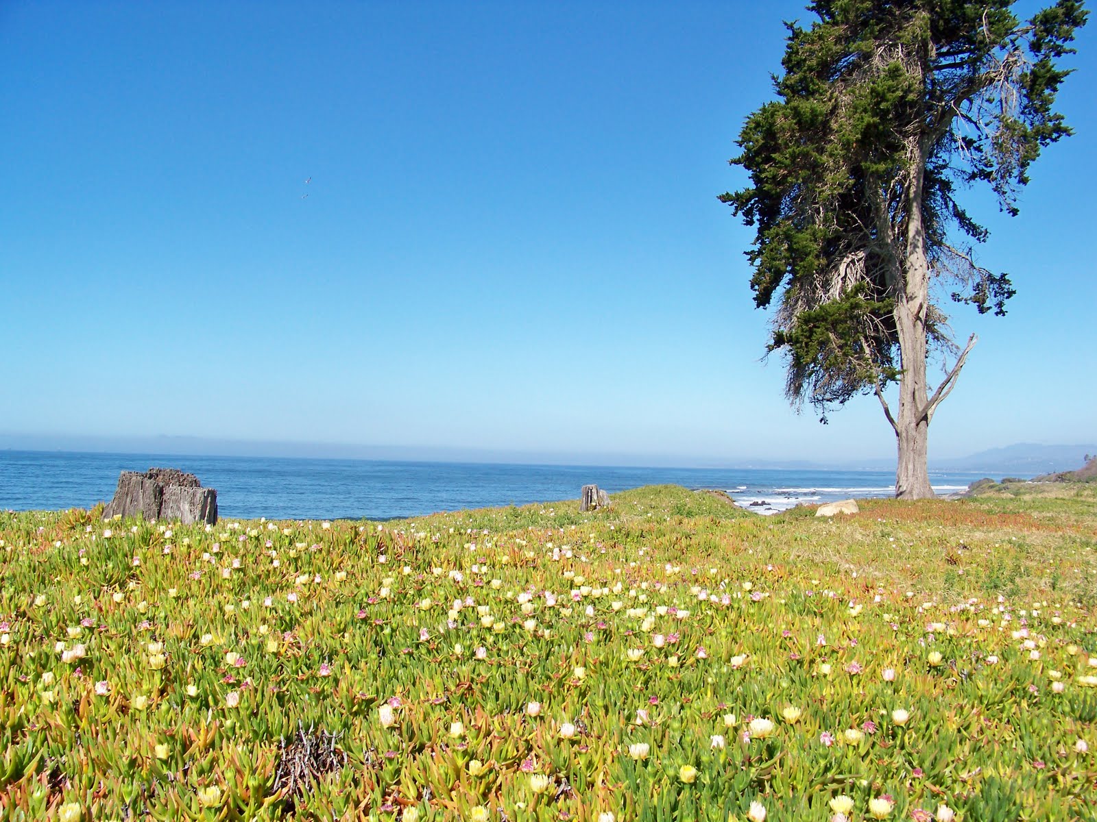The Gardner's Dirt: It's Spring Somewhere {California Coastal Wildflowers}