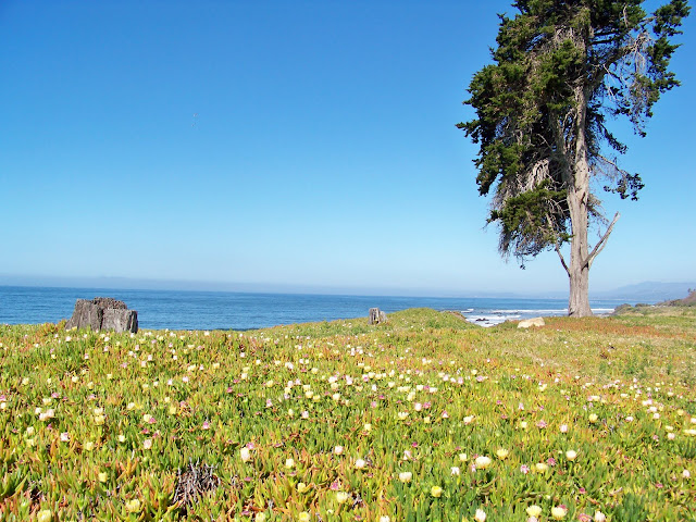 The Gardner's Dirt: It's Spring Somewhere {California Coastal Wildflowers}