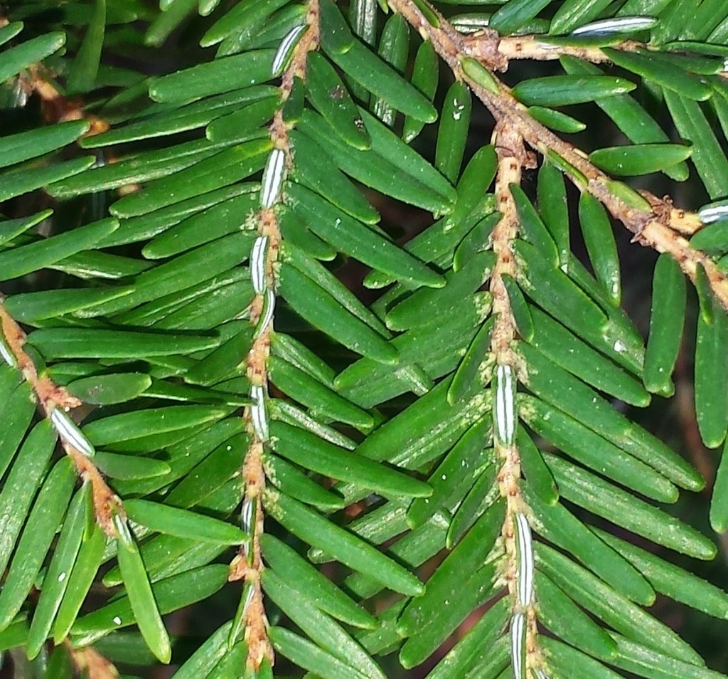 Trees Planet: Tsuga canadensis - Eastern Hemlock