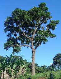Argentina nativa: Cedro misionero (Cedrela fissilis)