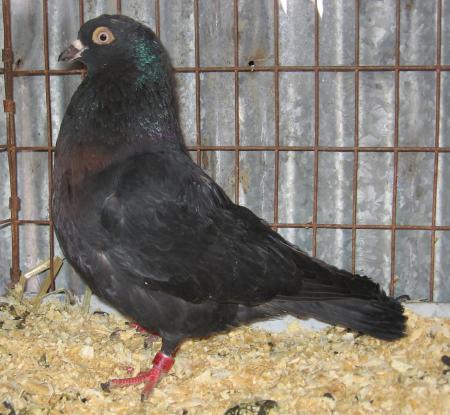 Parlor Roller | BD PIGEONS