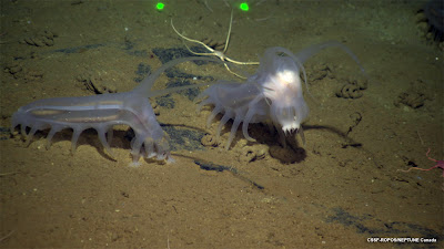Real Monstrosities: Sea Pig