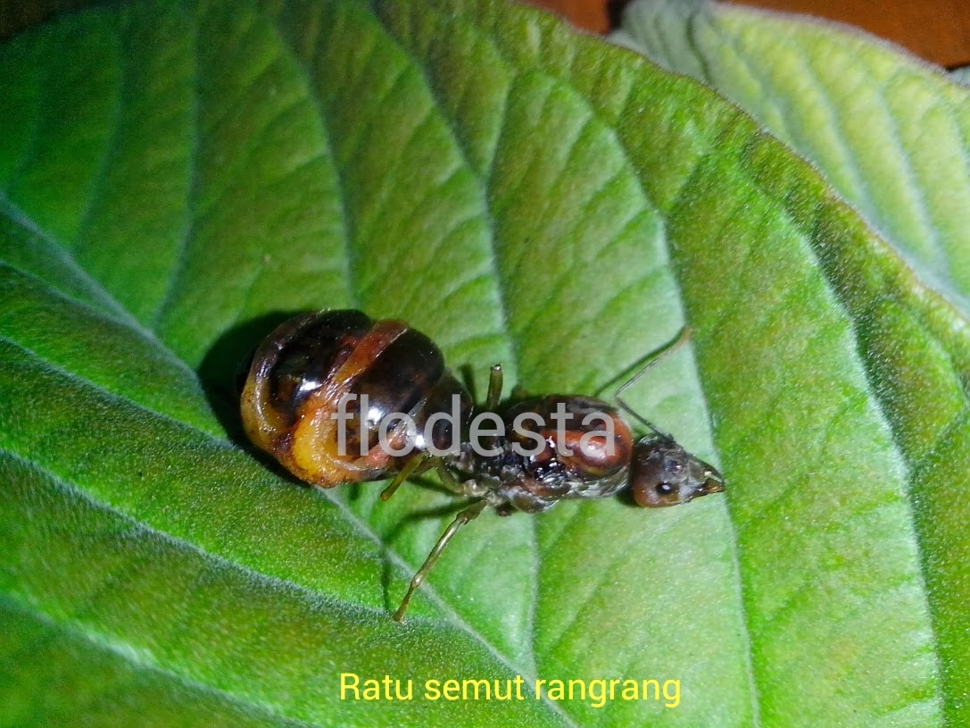 Hati-hati menambah ratu semut kedalam koloni | FLODESTA