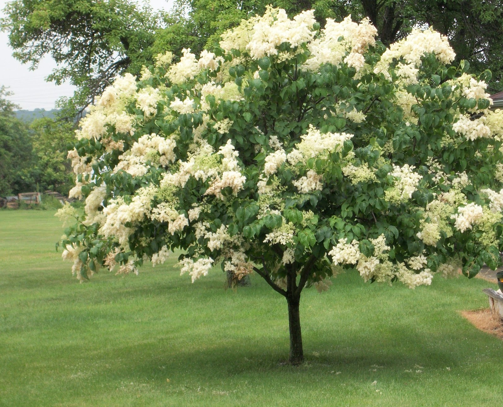 Plant Database: Syringa reticulata