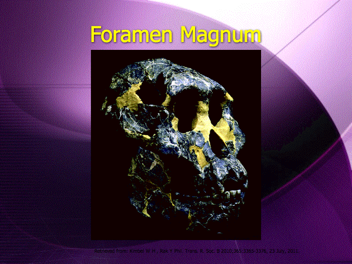 The Ambling Australopithecine