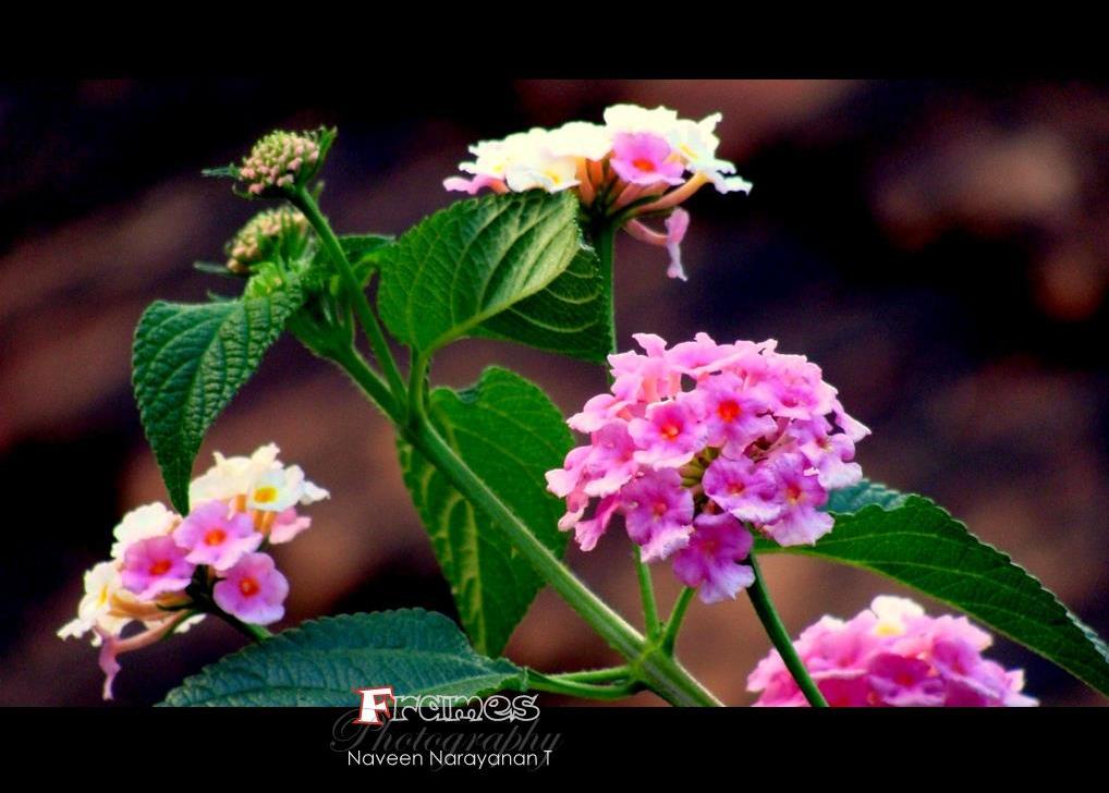 Frames & Paints: Flowers.