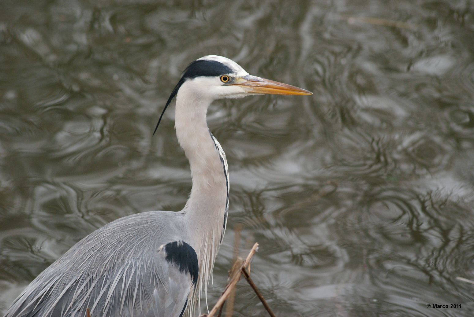 Marco Alpha Fotografie: Blauwe Reiger