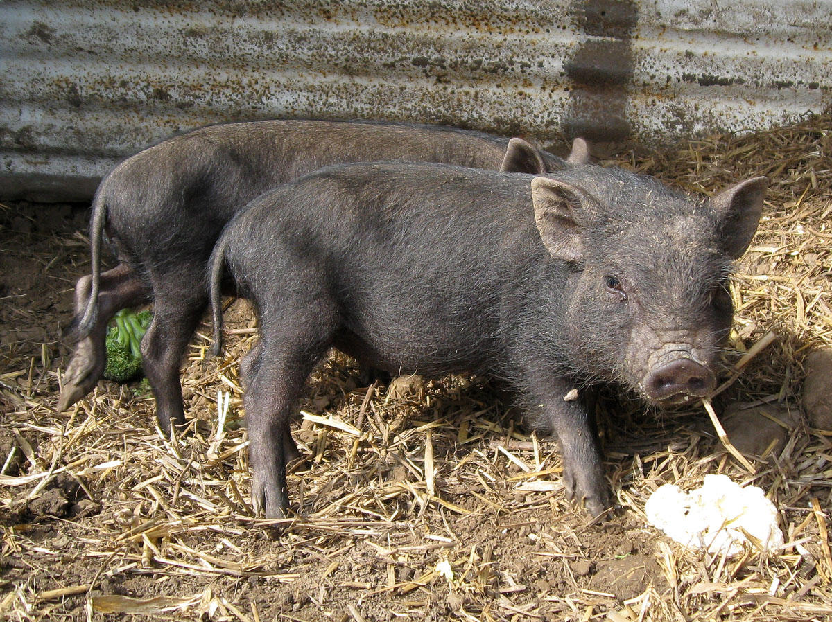 Little Pet Pigs: Little pet pigs at 3 months