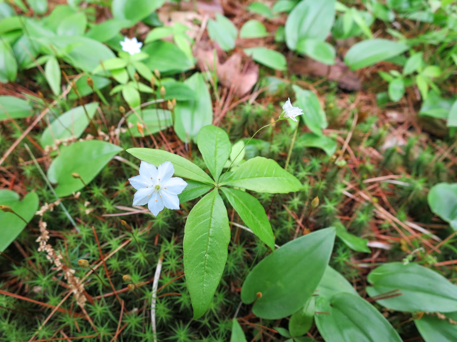 Hearth and Hedge: Northern Starflower (Trientalis borealis)