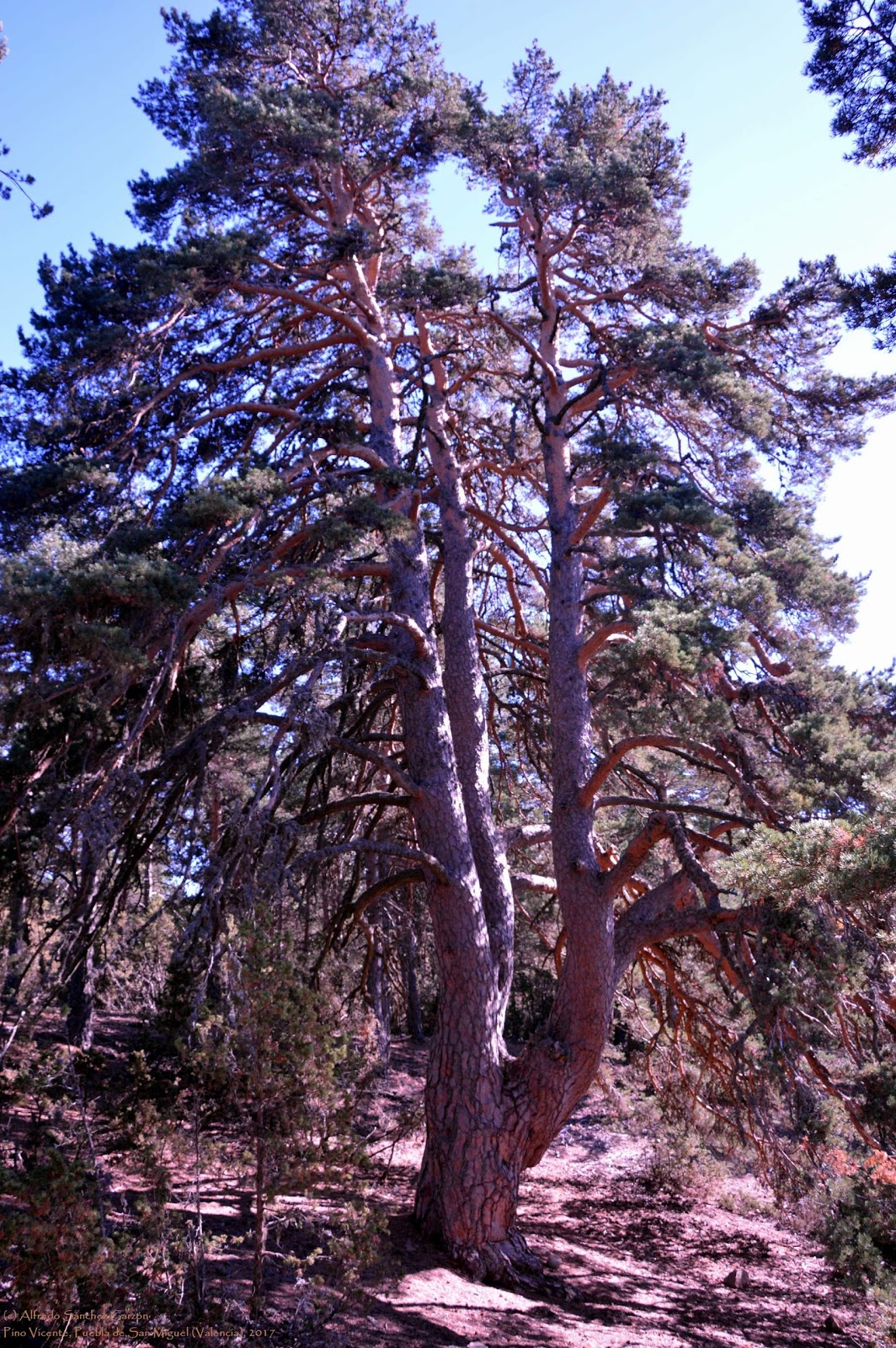 DESDE EL RINCÓN DE ADEMUZ: EL PINO VICENTE, UN ÁRBOL MONUMENTAL.