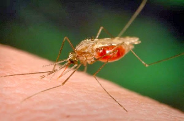 Rahma's Info: PENYAKIT MALARIA