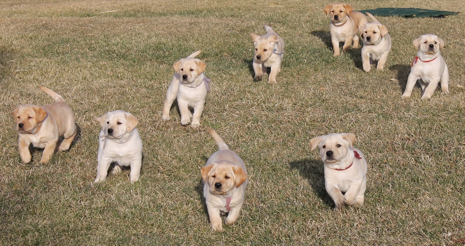 BUCK MOUNTAIN LABRADORS: HAPPY THANKSGIVING FROM BUCK MOUNTAIN LABS.