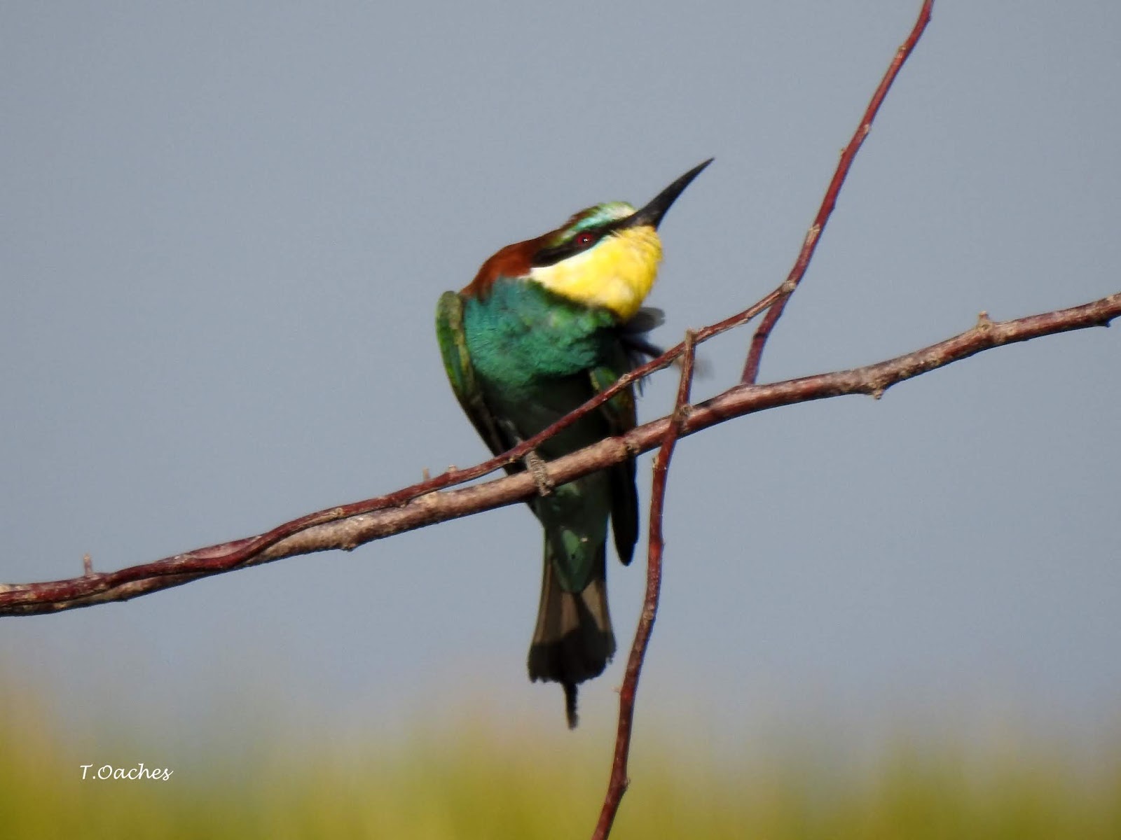 PASARI DIN ROMANIA: PRIGORIE, Merops apiaster