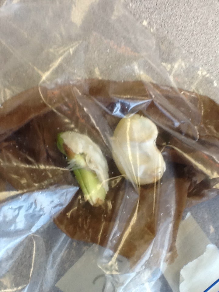 What's Happening in 3A: Lima Bean Observations Oct. 3rd