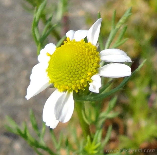 The Nest at Finch Rest: White Weed Wonder