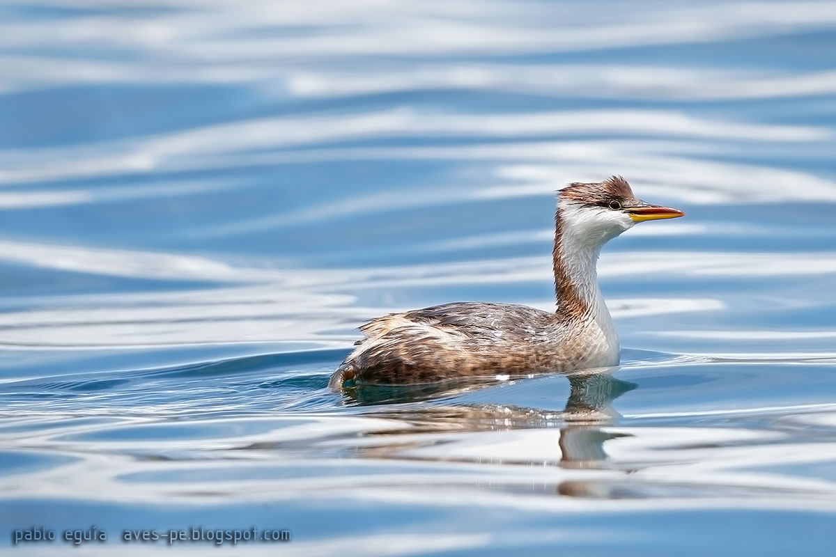 mis fotos de aves: Rollandia microptera Zampullín del Titicaca Titicaca ...