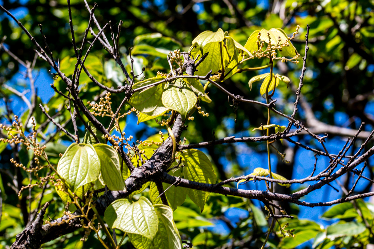 Pondoland C.R.E.W. Blog: A short walk at Beacon Hill (Thursday 22 ...