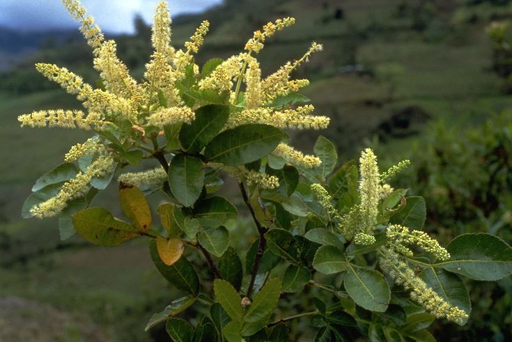 Biodiversidad de México : FLORA Y FAUNA ENDÉMICA DE MÉXICO.