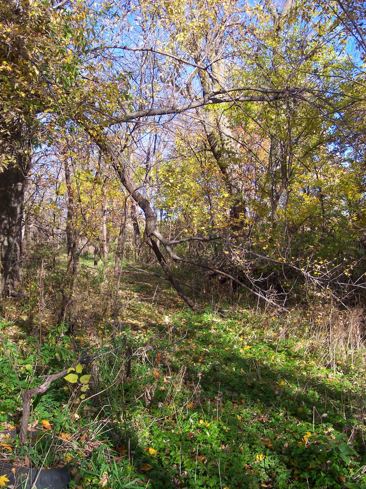 Pine View Angus Farms