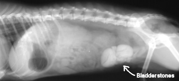 Breeds Rabbit: Bladder Stone in Rabbit