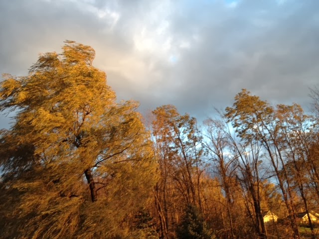 Matt Of All Trades: Nice Afternoon Light For A November Windstorm