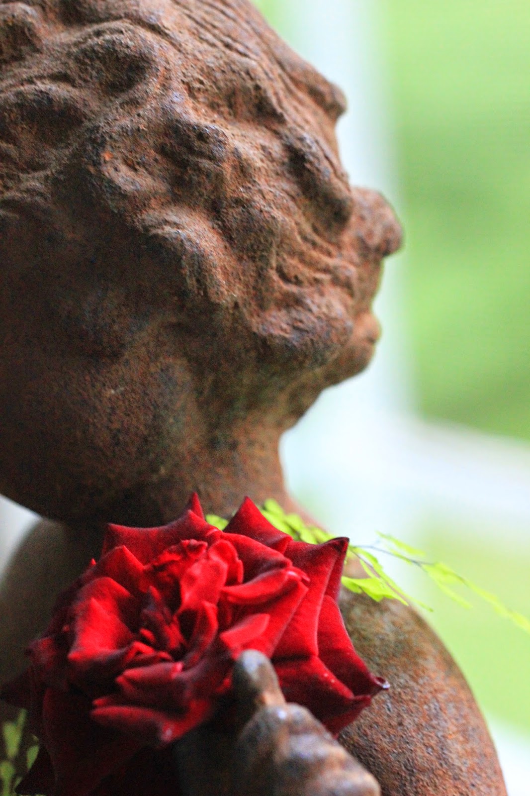 Romancing the Home: Black Bacarra Rose