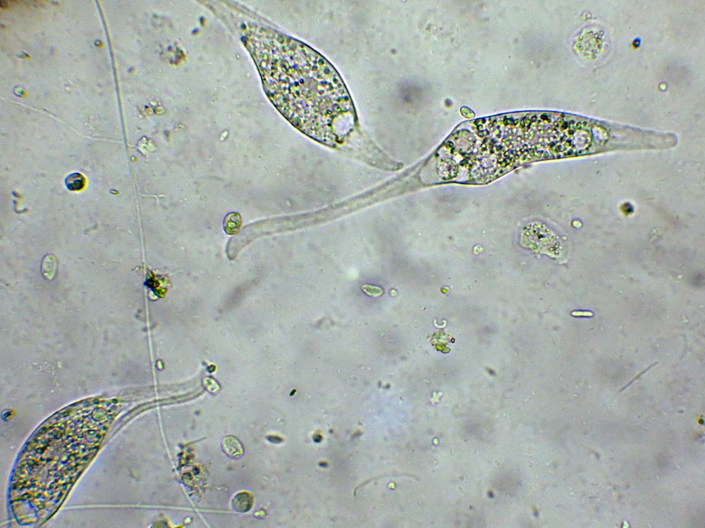 Il Microscopio: marzo 2013