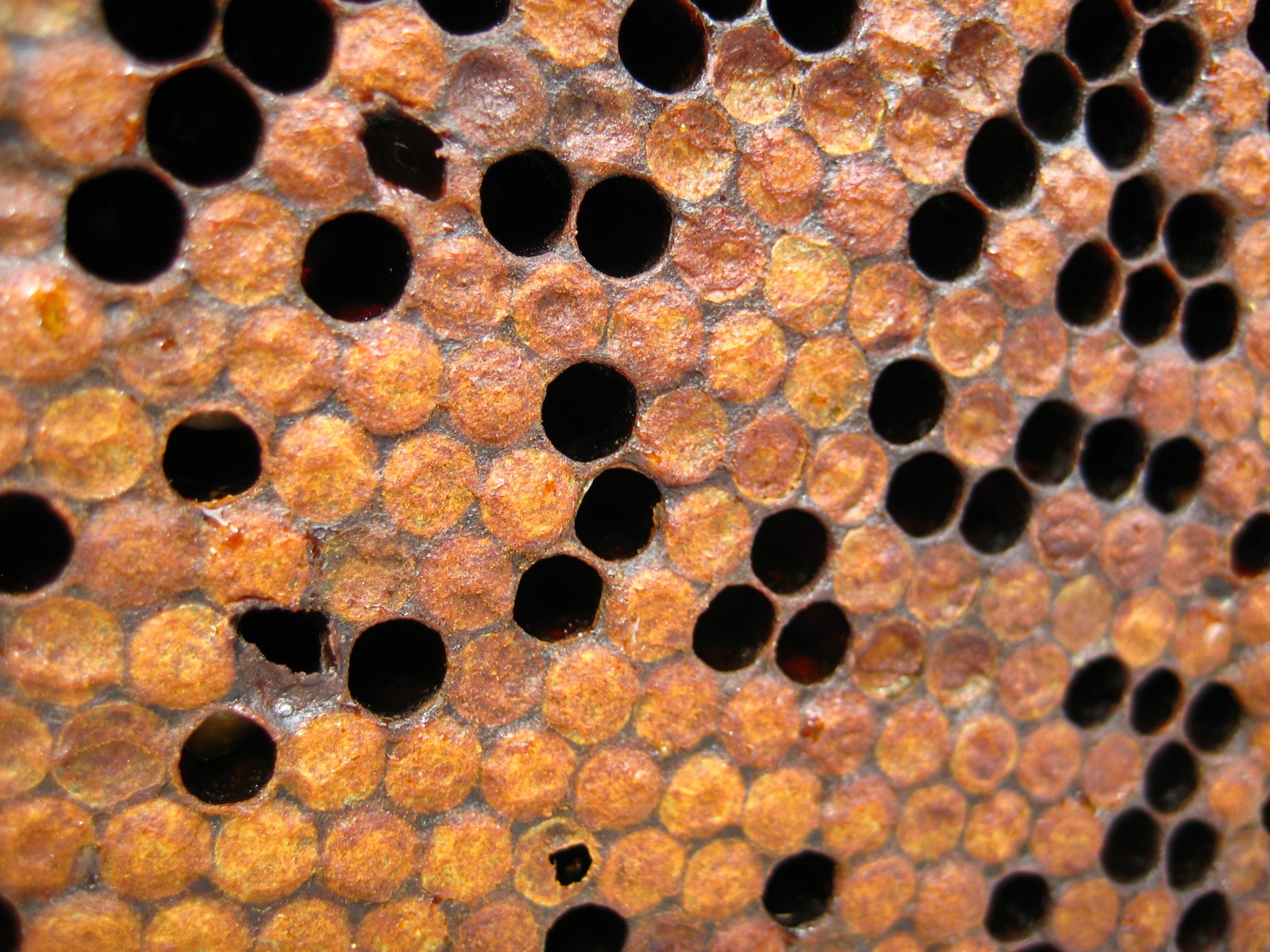 CORONA APICULTORES: OJEANDO CELDILLAS Y OPERCULOS