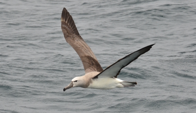 Bourbon, Bastards, and Birds.: Salvin's Albatross!!!!