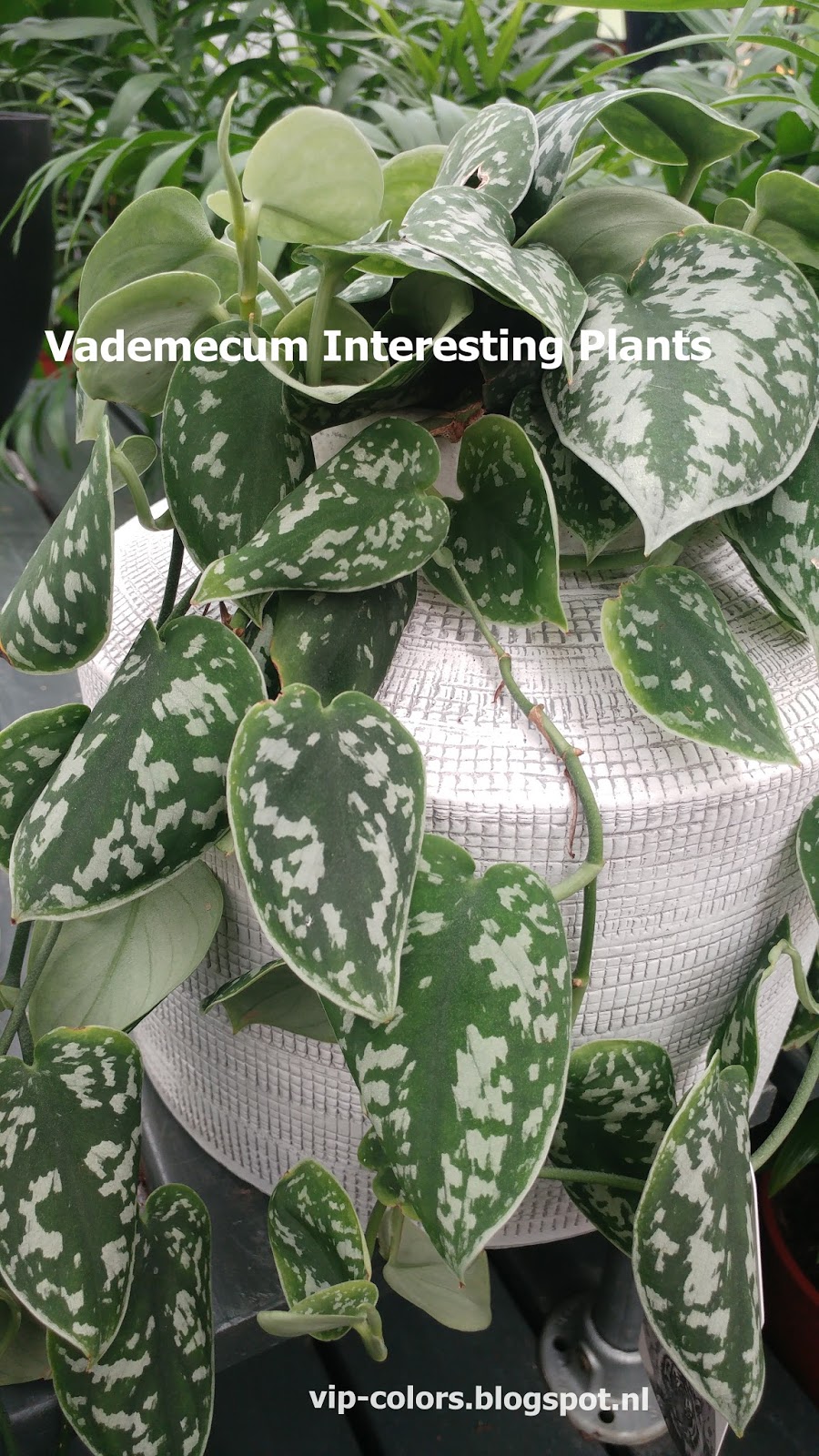 Vademecum Interesting Plants: Scindapsus pictus - Scindapsus pstry