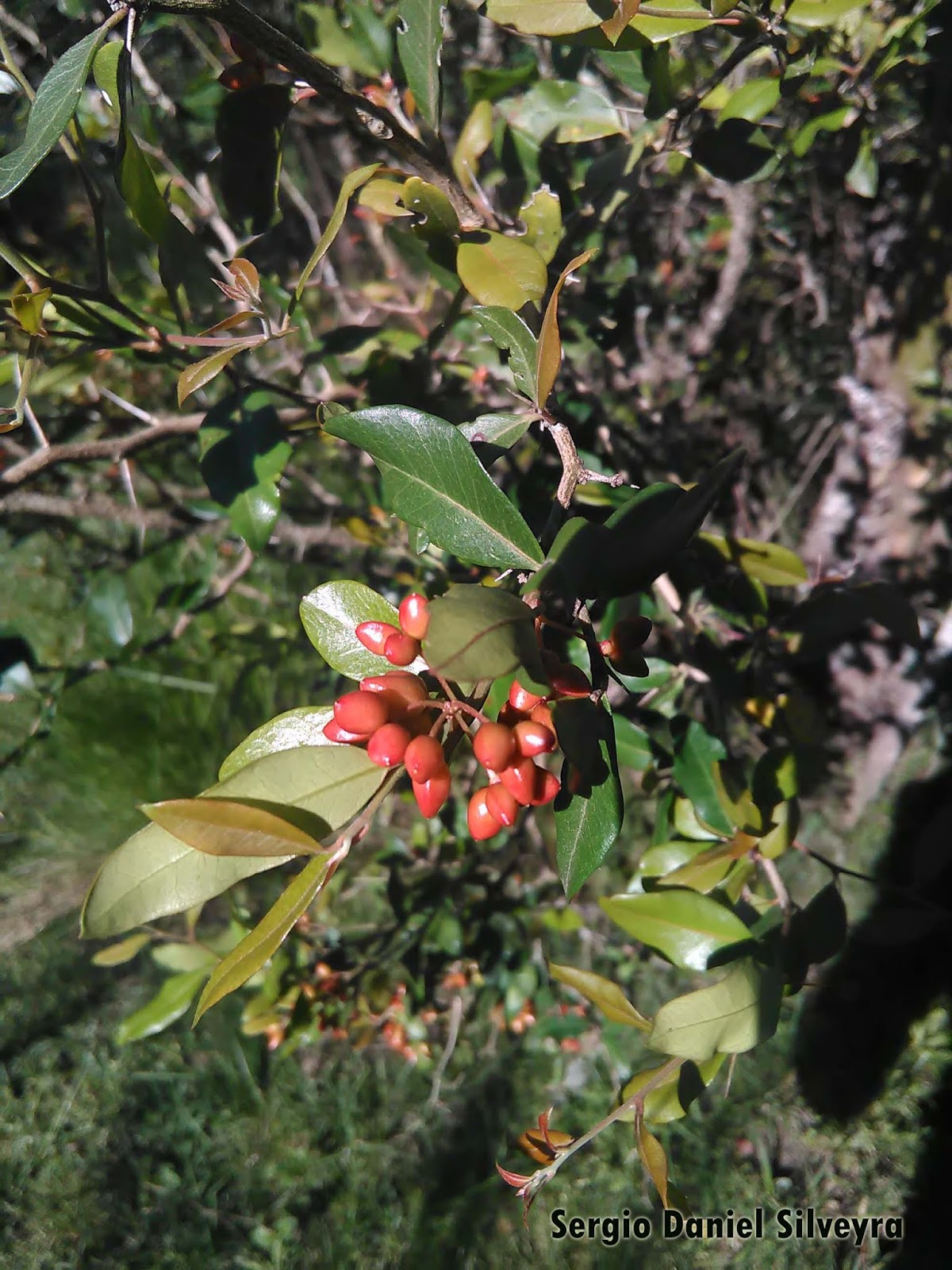 Flora Nativa de Entre Rios