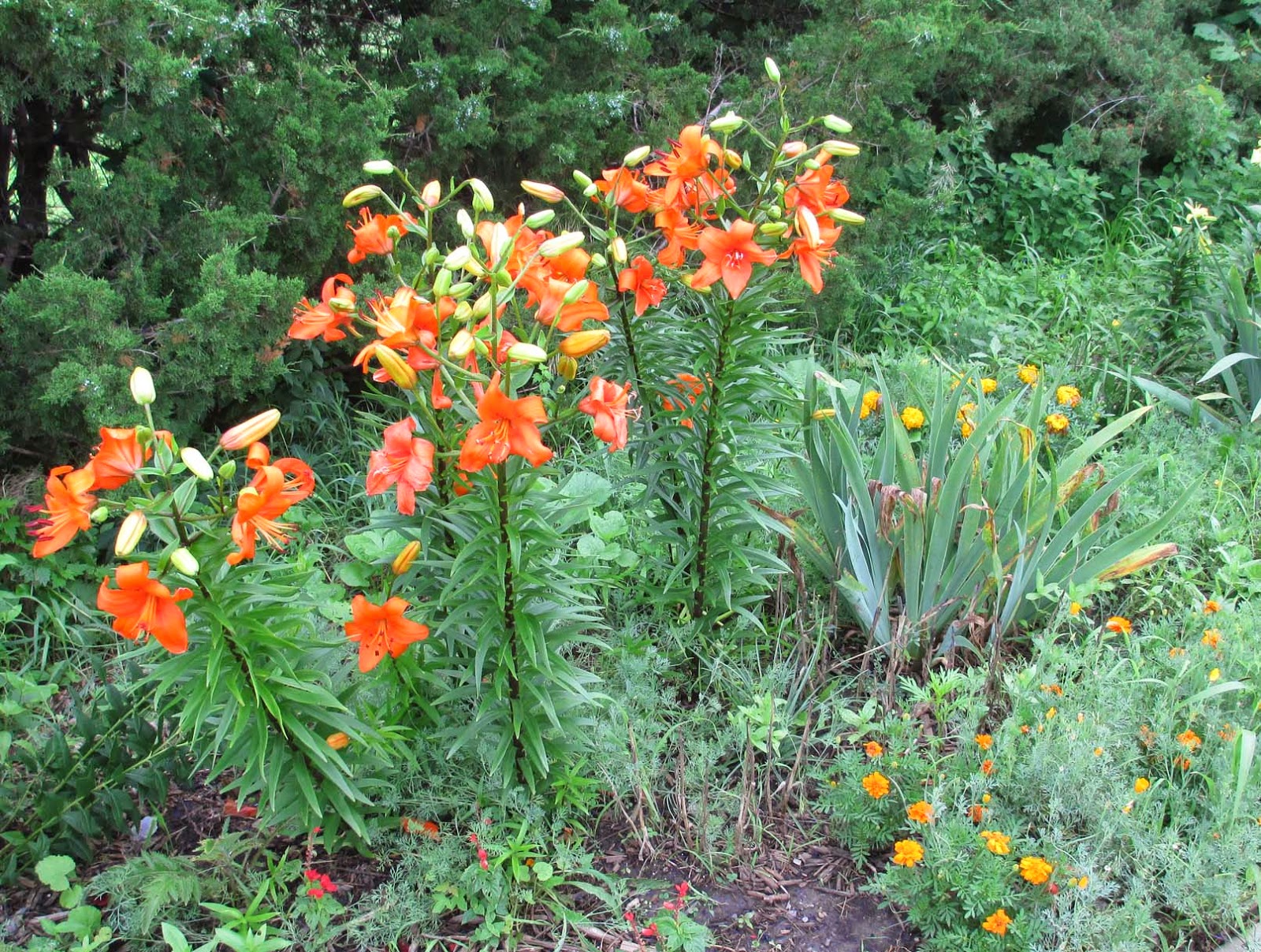 Garden Fancy: Lilies and the Rainbow Border