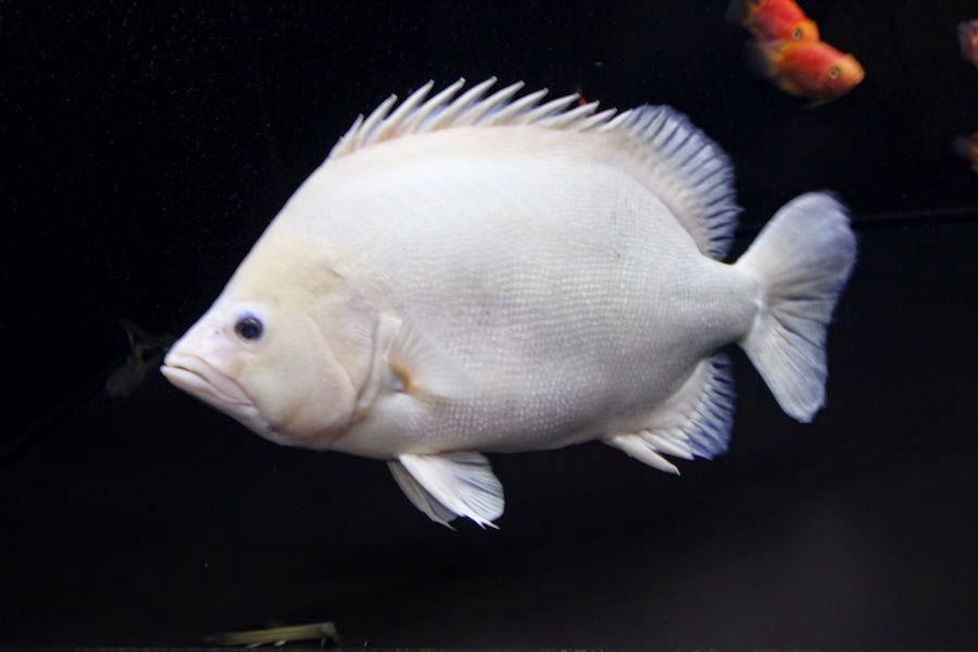 Arowana Keeping & Breeding in Aquarium: Mutation (Platinum, Leucism ...