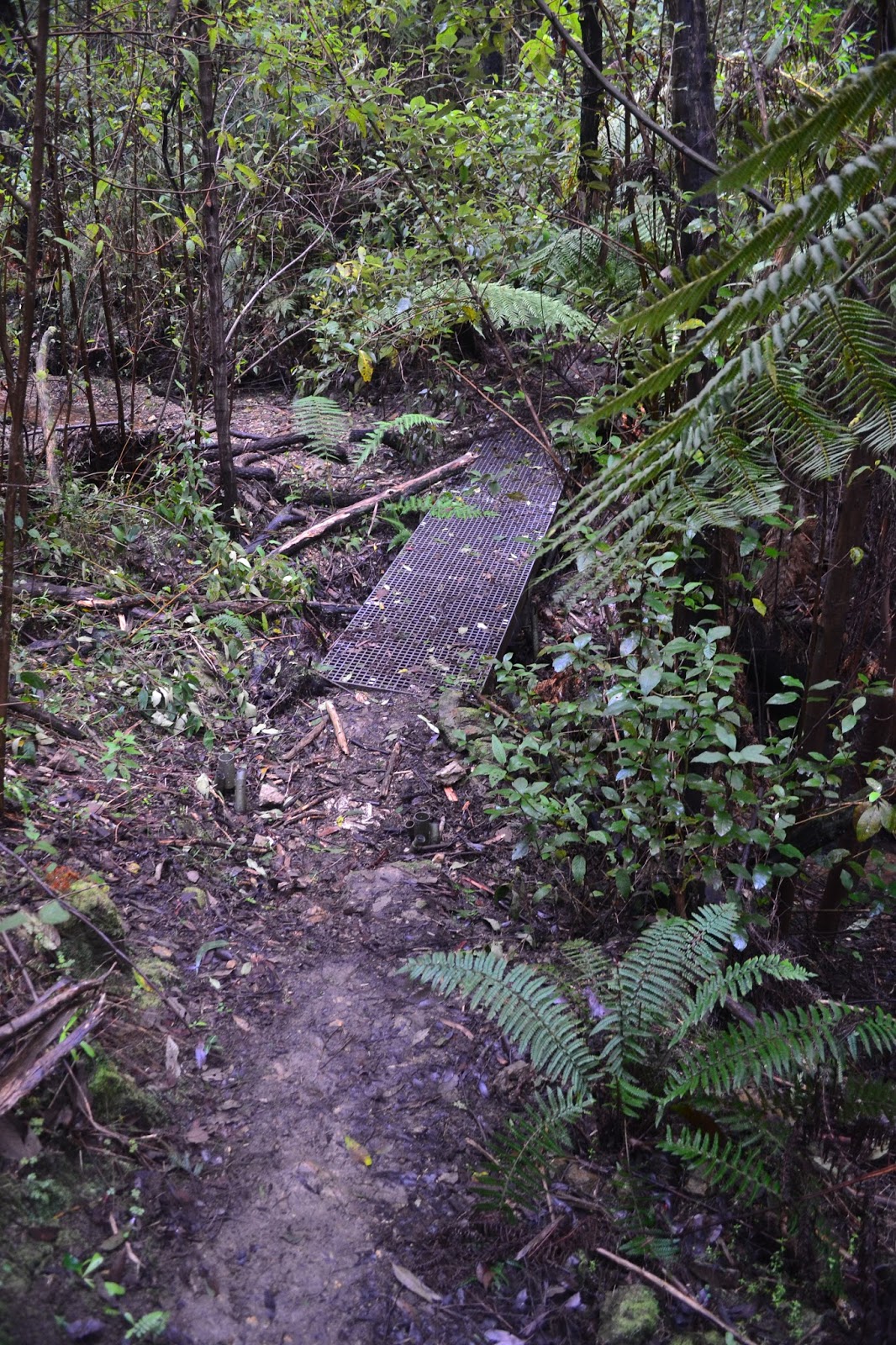 Goin' Feral One Day At A Time: Mt Everard Circuit, Kinglake National ...