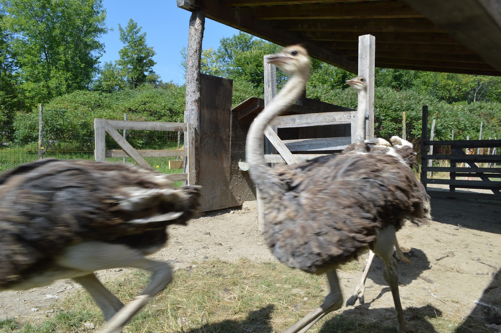 Nid'Otruche - ferme d'autruches à Saint-Eustache
